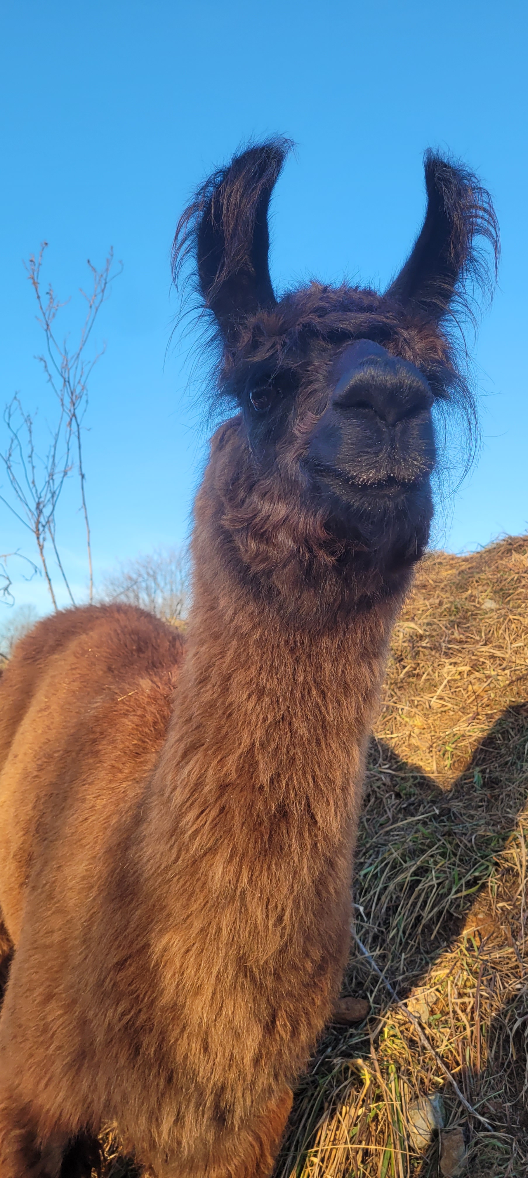 The Team. The Herd. The Family. – Caprine Weed Eaters, LLC