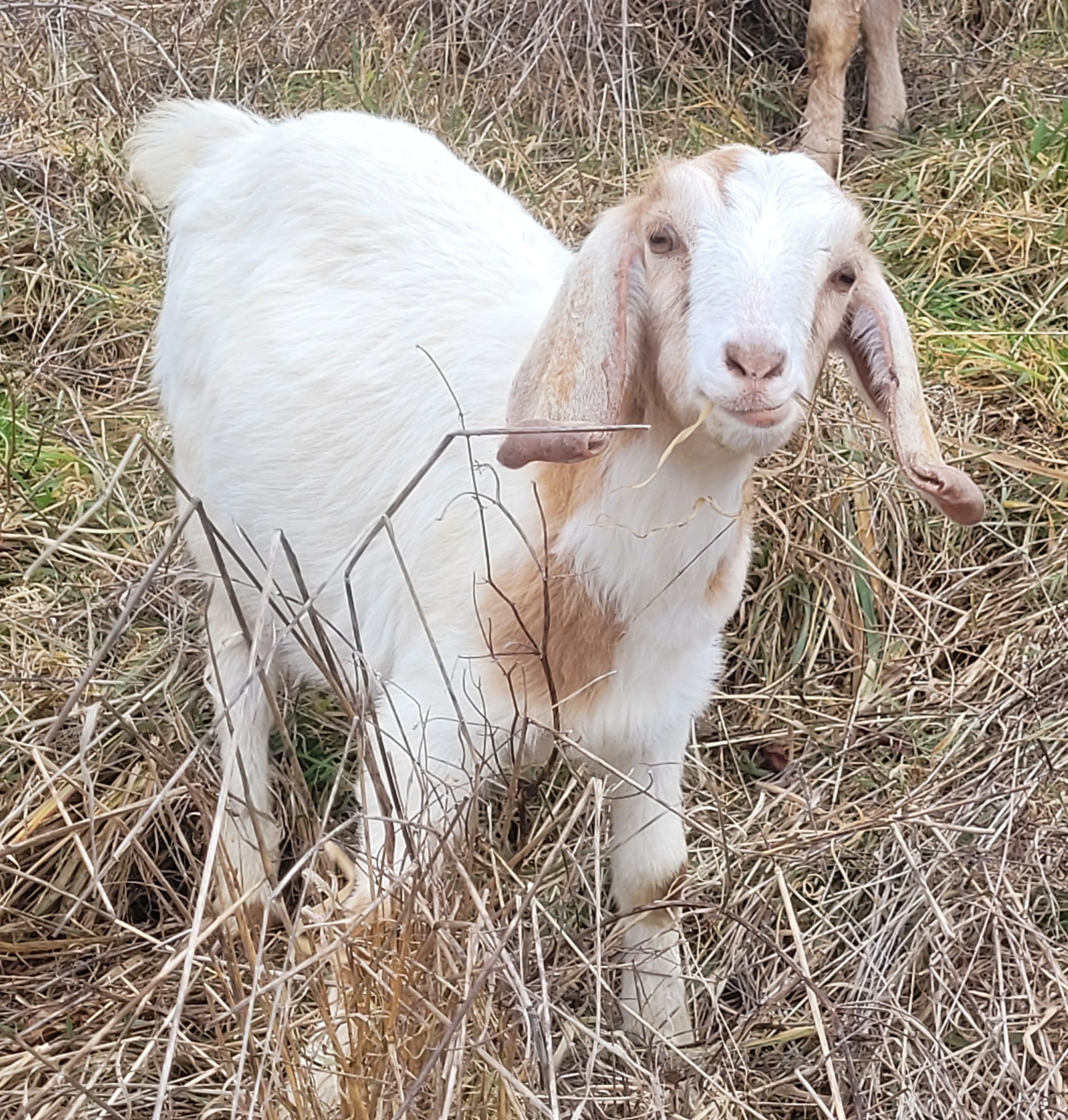 The Team. The Herd. The Family. – Caprine Weed Eaters, LLC