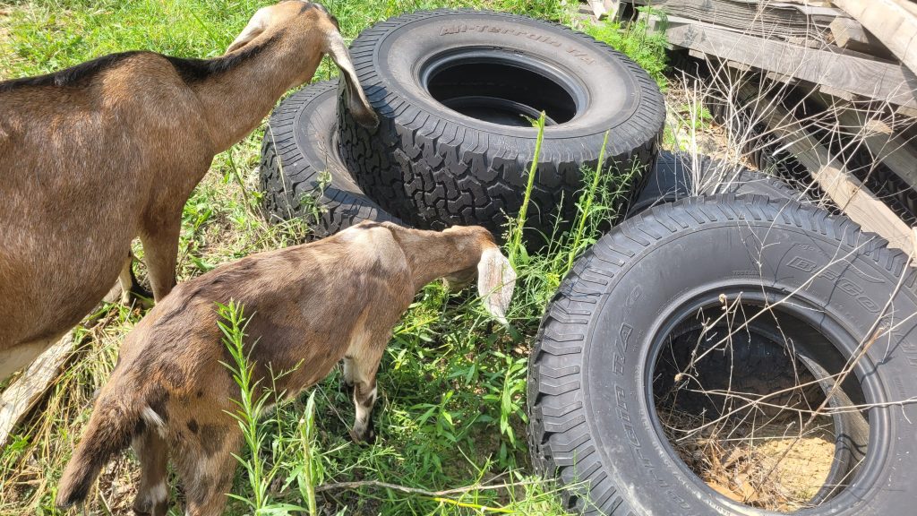 Pricing and Packages – Caprine Weed Eaters, LLC